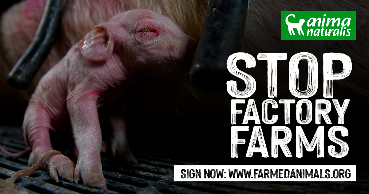Let's shut down factory farms once and for all | FarmedAnimals.org